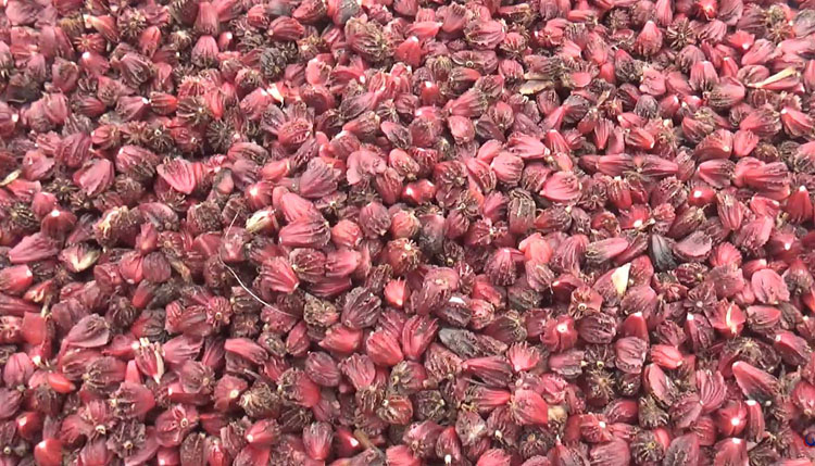 अलैँचीको भाउ तेब्बर बढ्यो, प्रतिमन मूल्य ८५ हजार पुग्याे